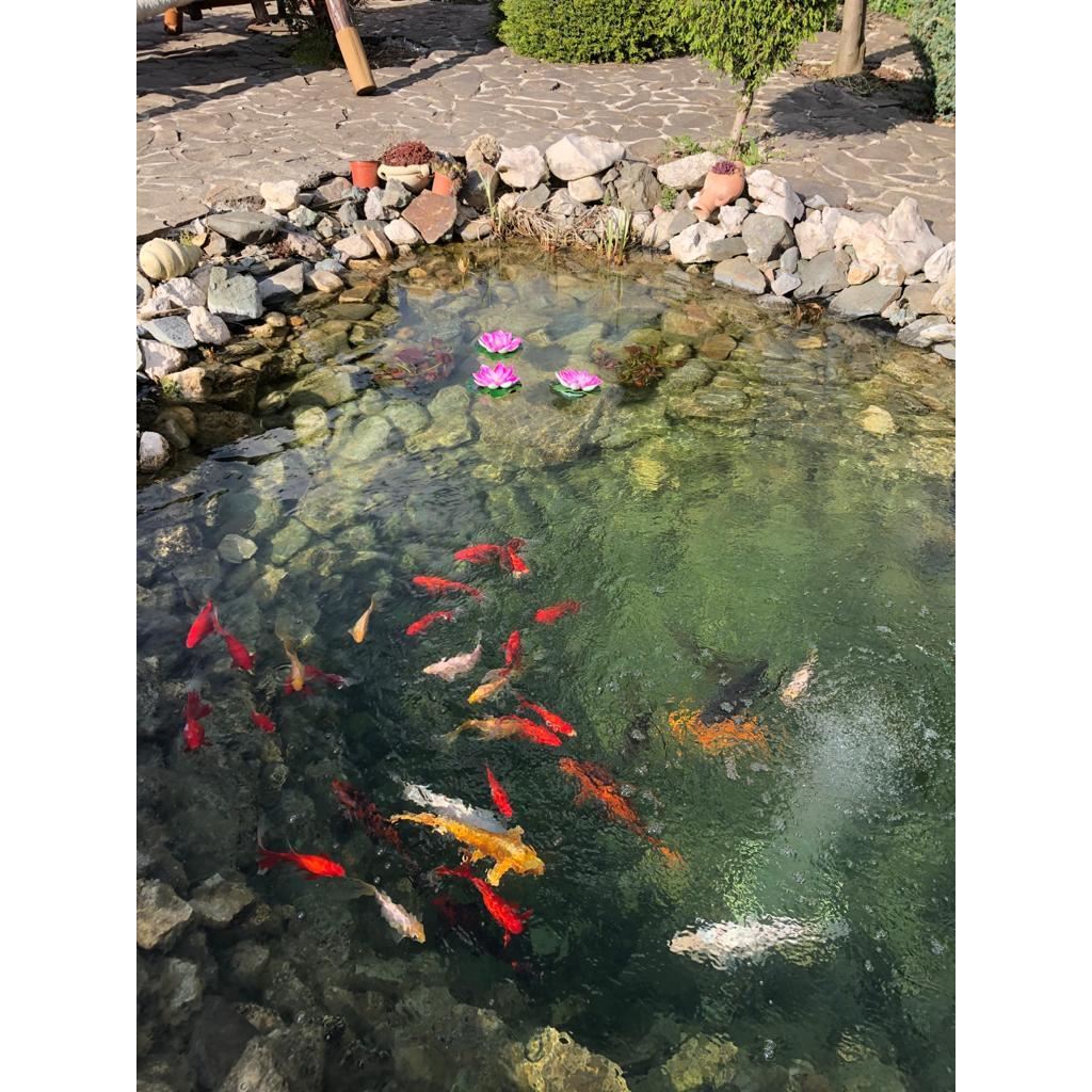 Lampa solara de gradina/apa, LED, floare de nufar roz, 18x18x6 cm ...