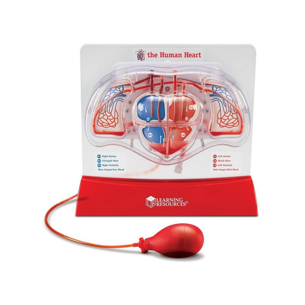 Macheta inima - Pomparea sangelui - Artool.ro